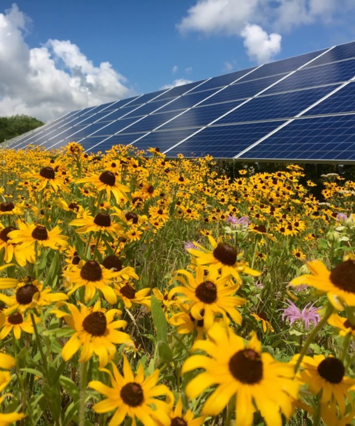 Allbirds Carbon Offset Projects | Why We Offset, How We Choose Projects